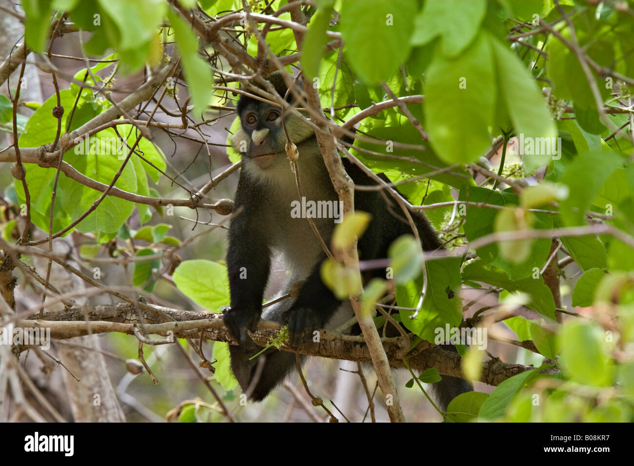 Red-tailed monkey or Black-Checked White-nosed Monkey(Cercopithecus ...