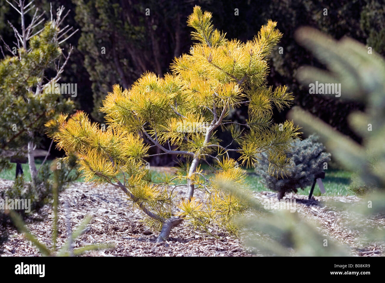 Yellow conifer hi-res stock photography and images - Alamy