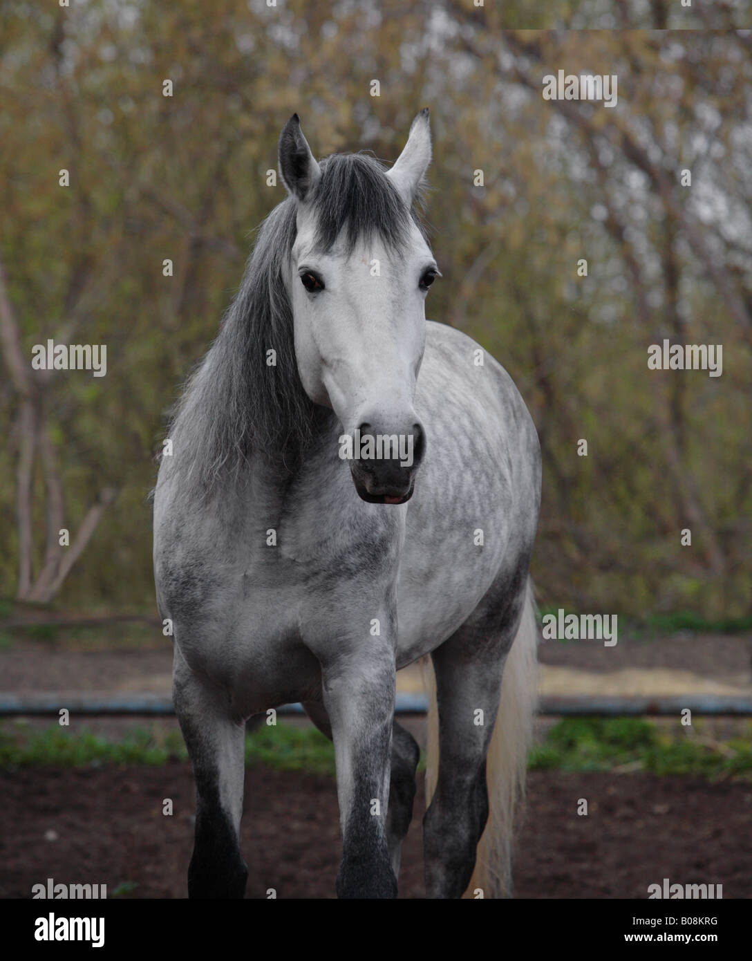 Grey arabian horse Stock Photo - Alamy