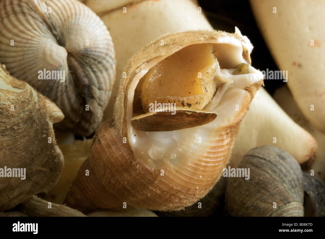 Whelks and clams hi-res stock photography and images - Alamy