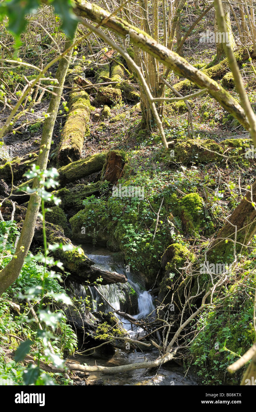 Woodland Stream with waterfall and fallen trees Midger Wood Stock Photo ...