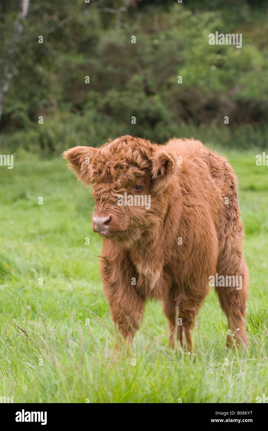 Young highland cow in meadow, Scotland Stock Photo - Alamy