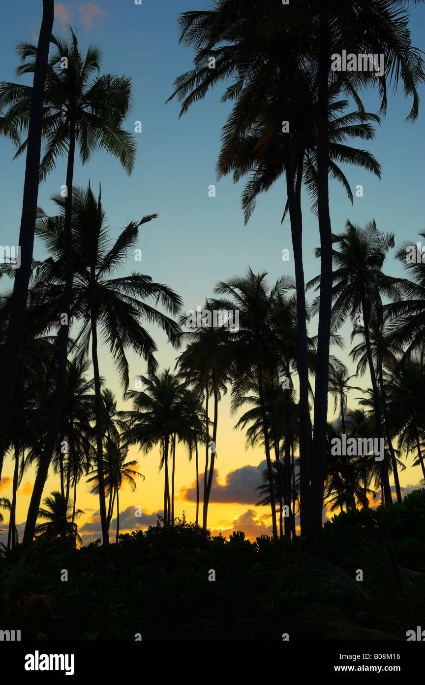 Palm trees sunset tropical hi-res stock photography and images - Alamy