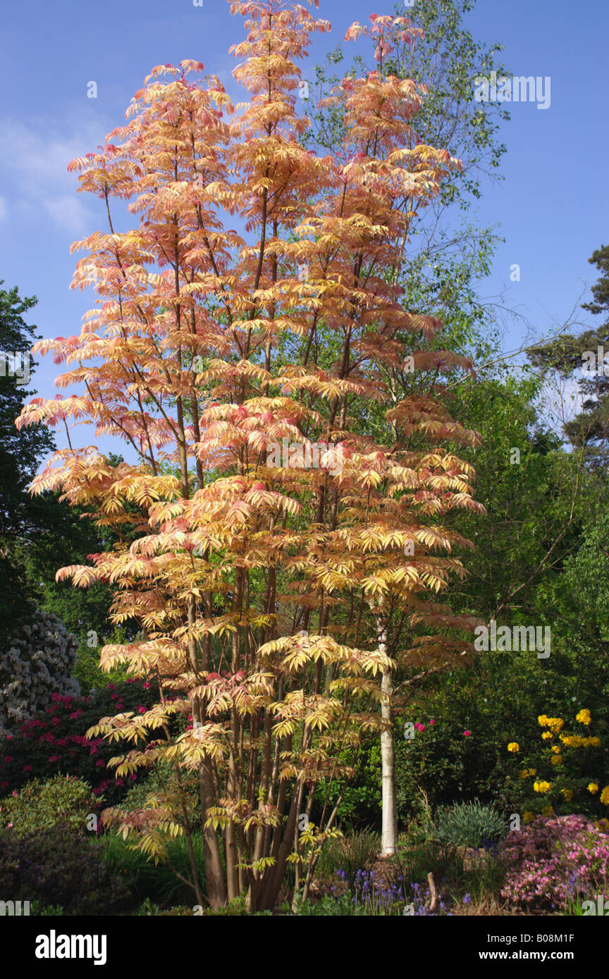 TOONA SINENSIS FLAMINGO Stock Photo - Alamy