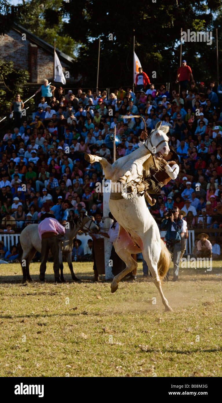 rodeo horse fiesta gaucho cow-boy cowboy danger Stock Photo - Alamy