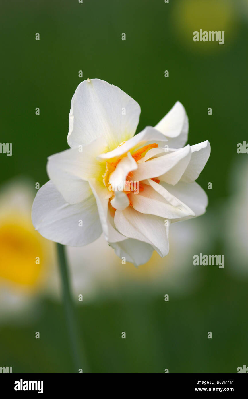 NARCISSUS ACROPOLIS DOUBLE DAFFODIL Stock Photo - Alamy