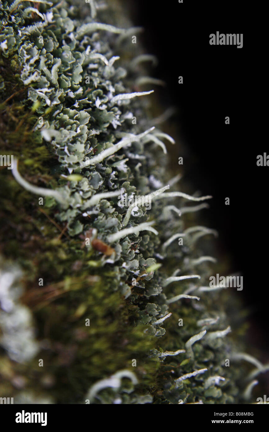Lichen on tree hi-res stock photography and images - Alamy