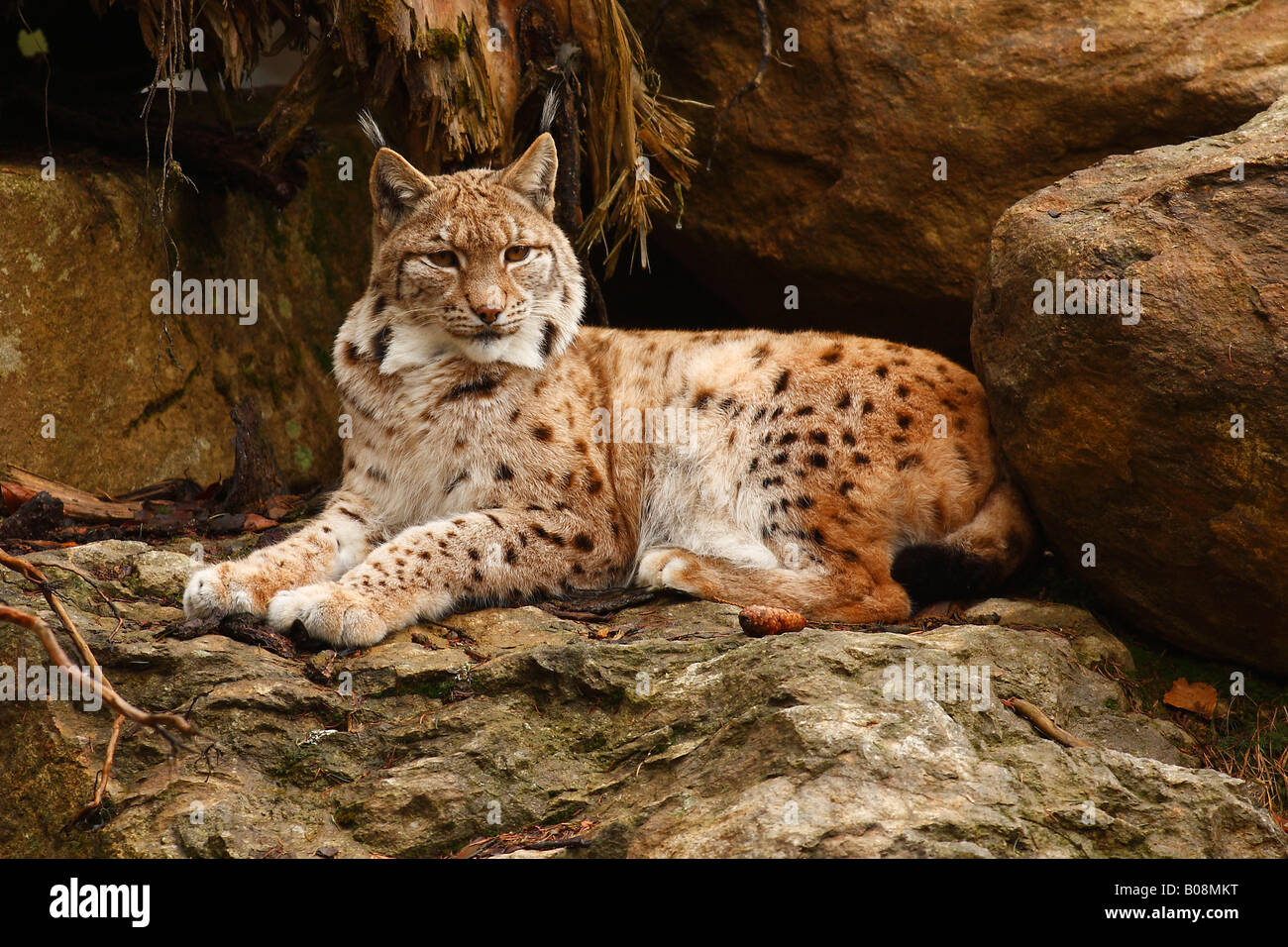 European Lynx (lynx lynx Stock Photo - Alamy