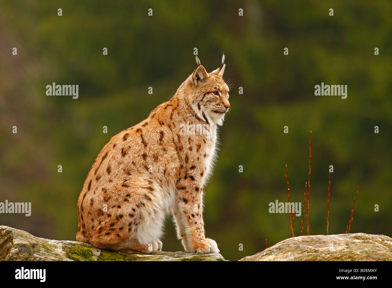 European Lynx (lynx lynx Stock Photo - Alamy