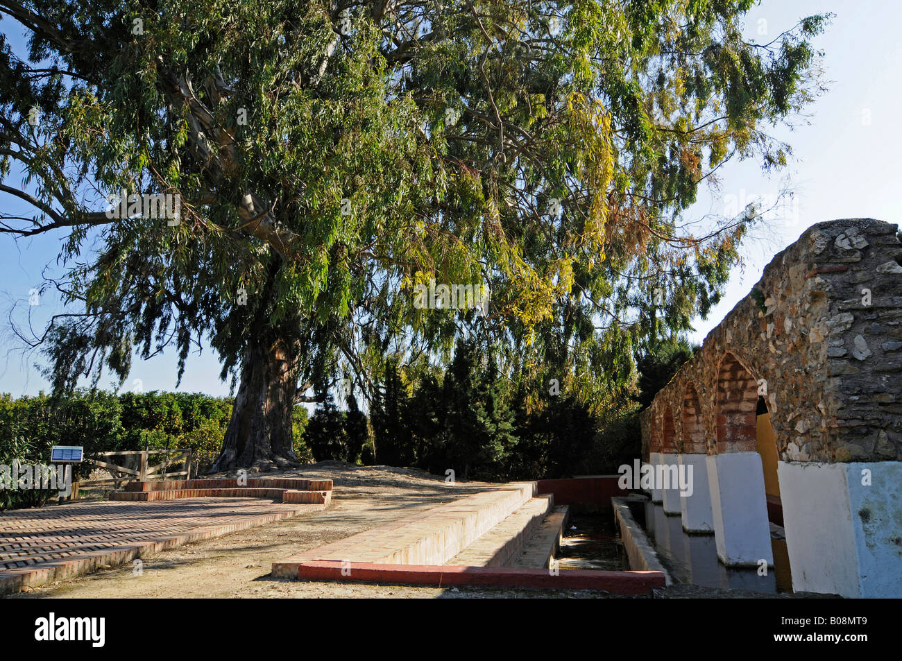 La Rana, public washing area, 100-year-old eucalyptus tree, Gata de ...