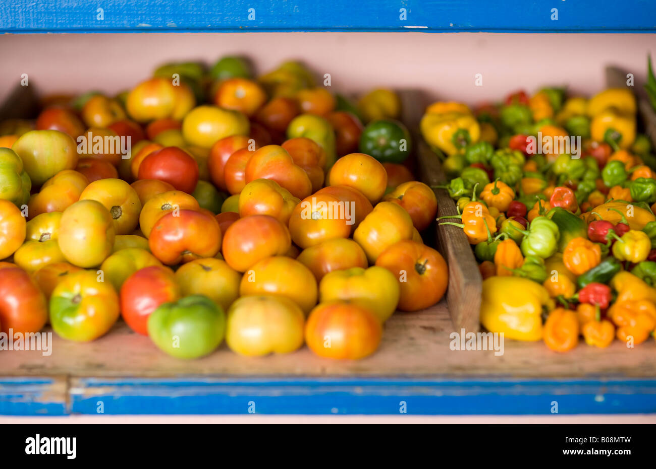 Scotch bonnet chilli hi-res stock photography and images - Alamy