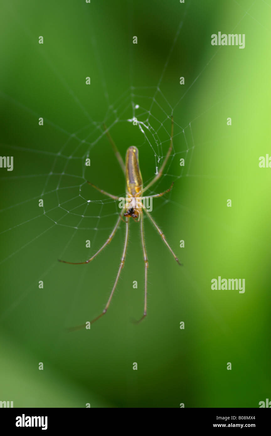 TETRAGNATHA EXTENSA LONG LEGGED SPIDER Stock Photo - Alamy