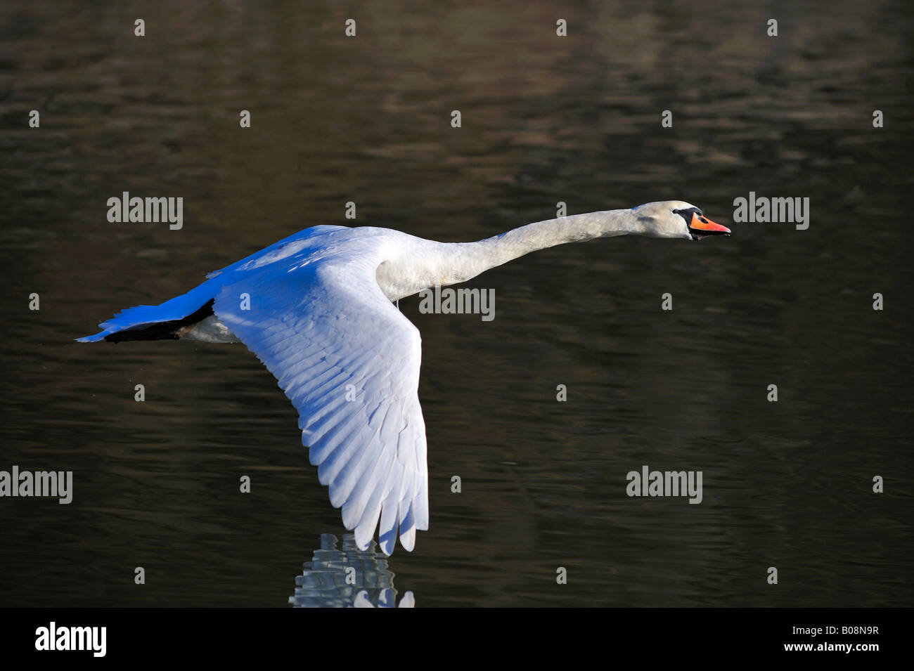 Flying swan photos hi-res stock photography and images - Alamy