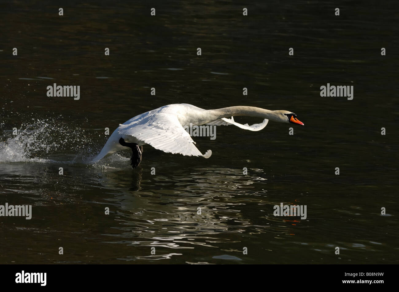 Swan taking off from water hi-res stock photography and images - Alamy