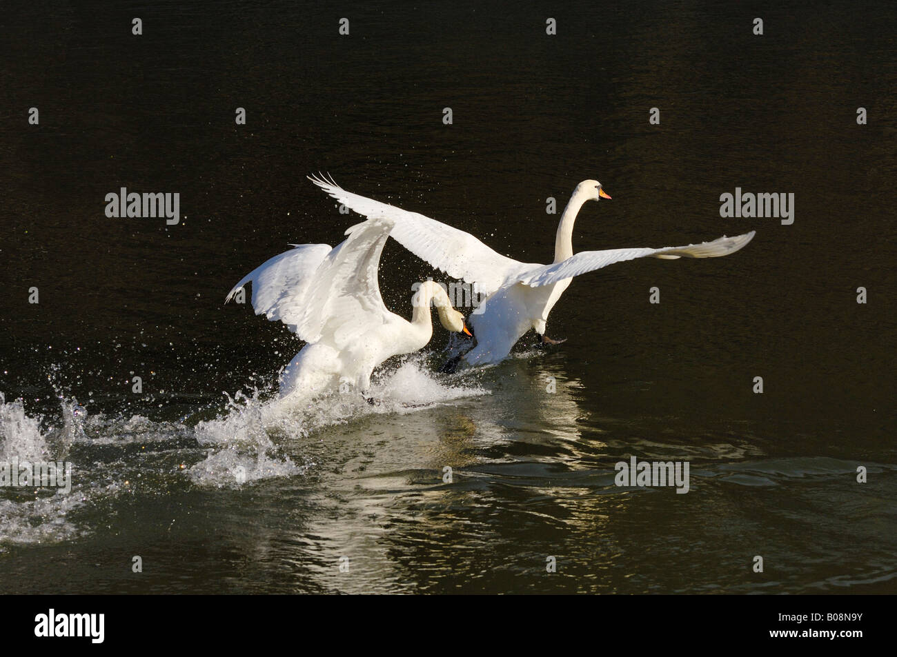 Two swans chasing hi-res stock photography and images - Alamy