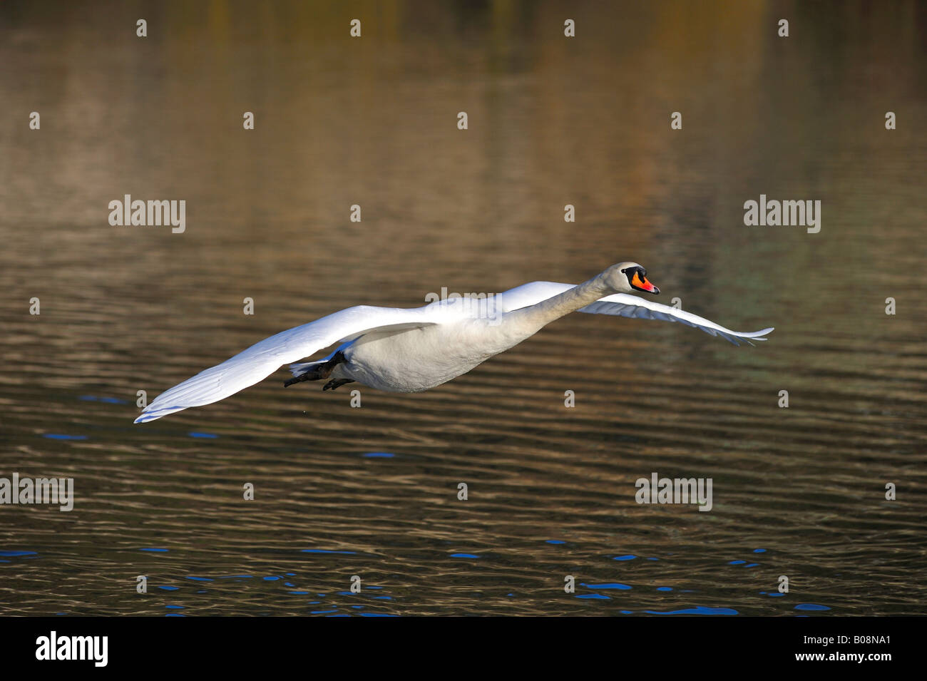 Flying swan photos hi-res stock photography and images - Alamy