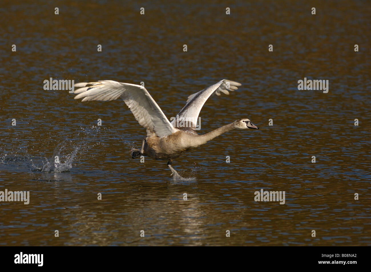 Swan Taking Off From Water High Resolution Stock Photography and Images ...