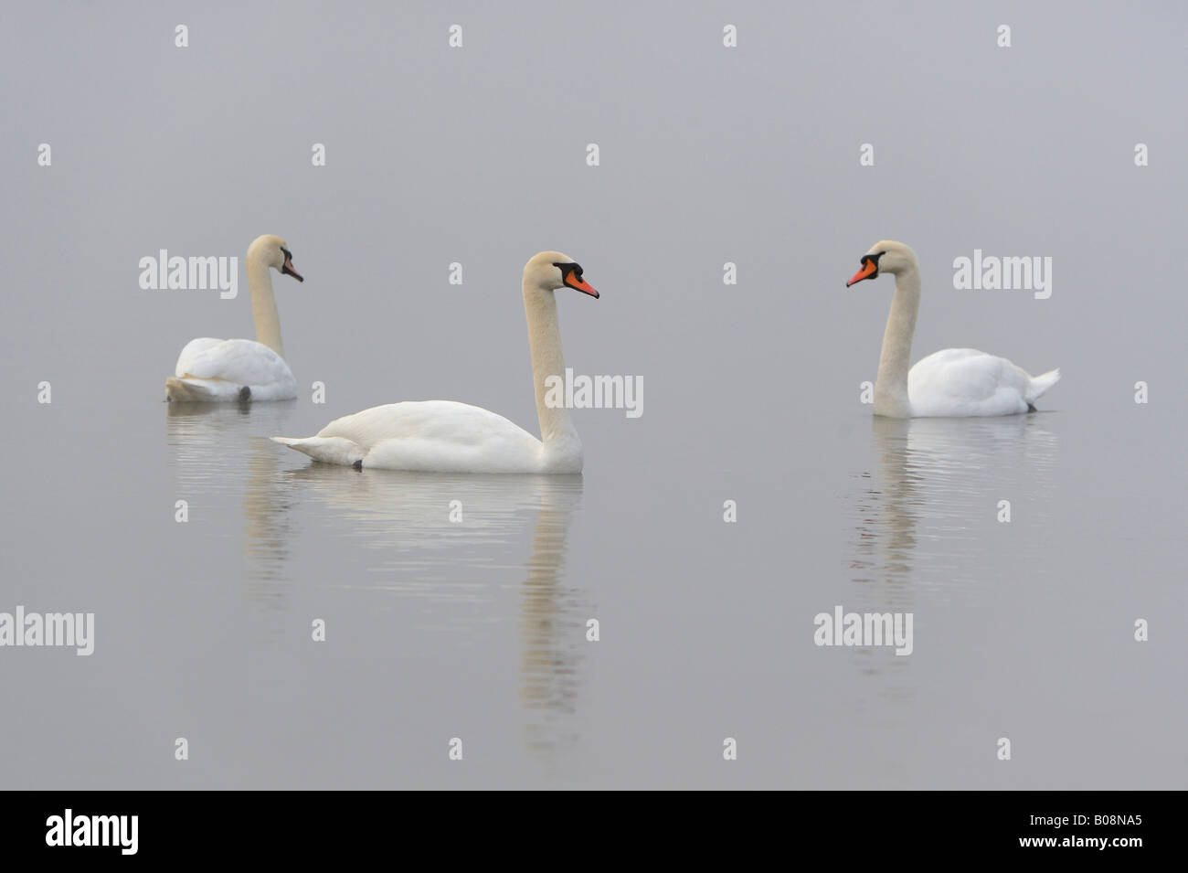 Three swans swim hi-res stock photography and images - Alamy