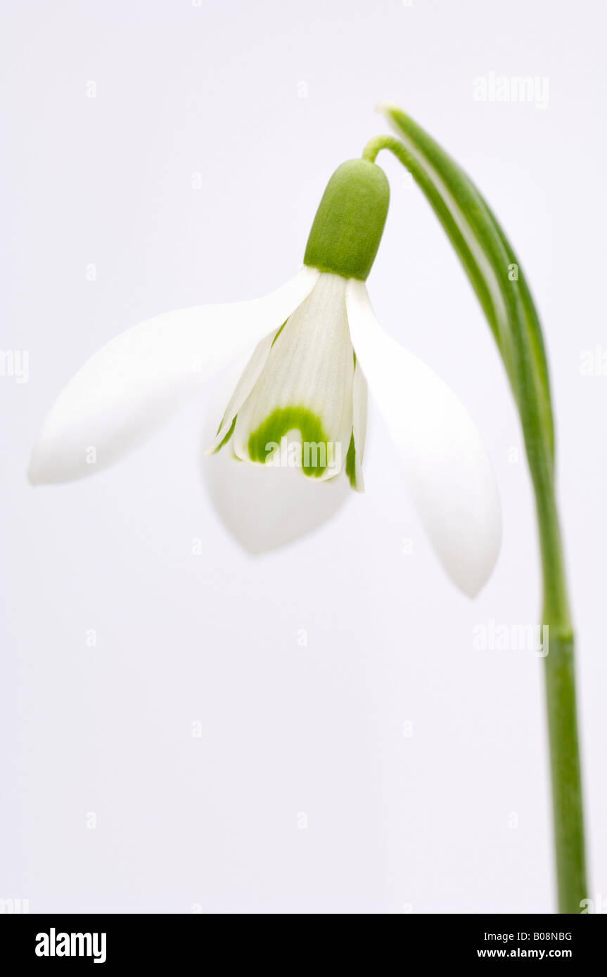 Snowdrop flower Cut Out Stock Images & Pictures - Alamy