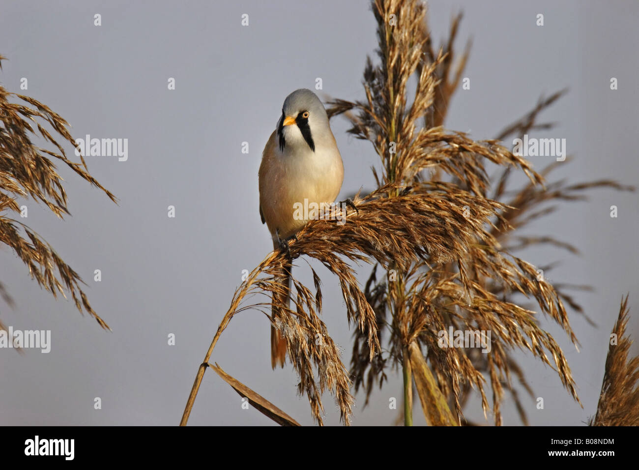 Bartmeise Panurus biarmicus Timaliidae male Stock Photo - Alamy