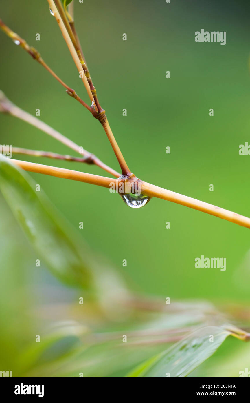 Evergreen leaf drip water hi-res stock photography and images - Alamy