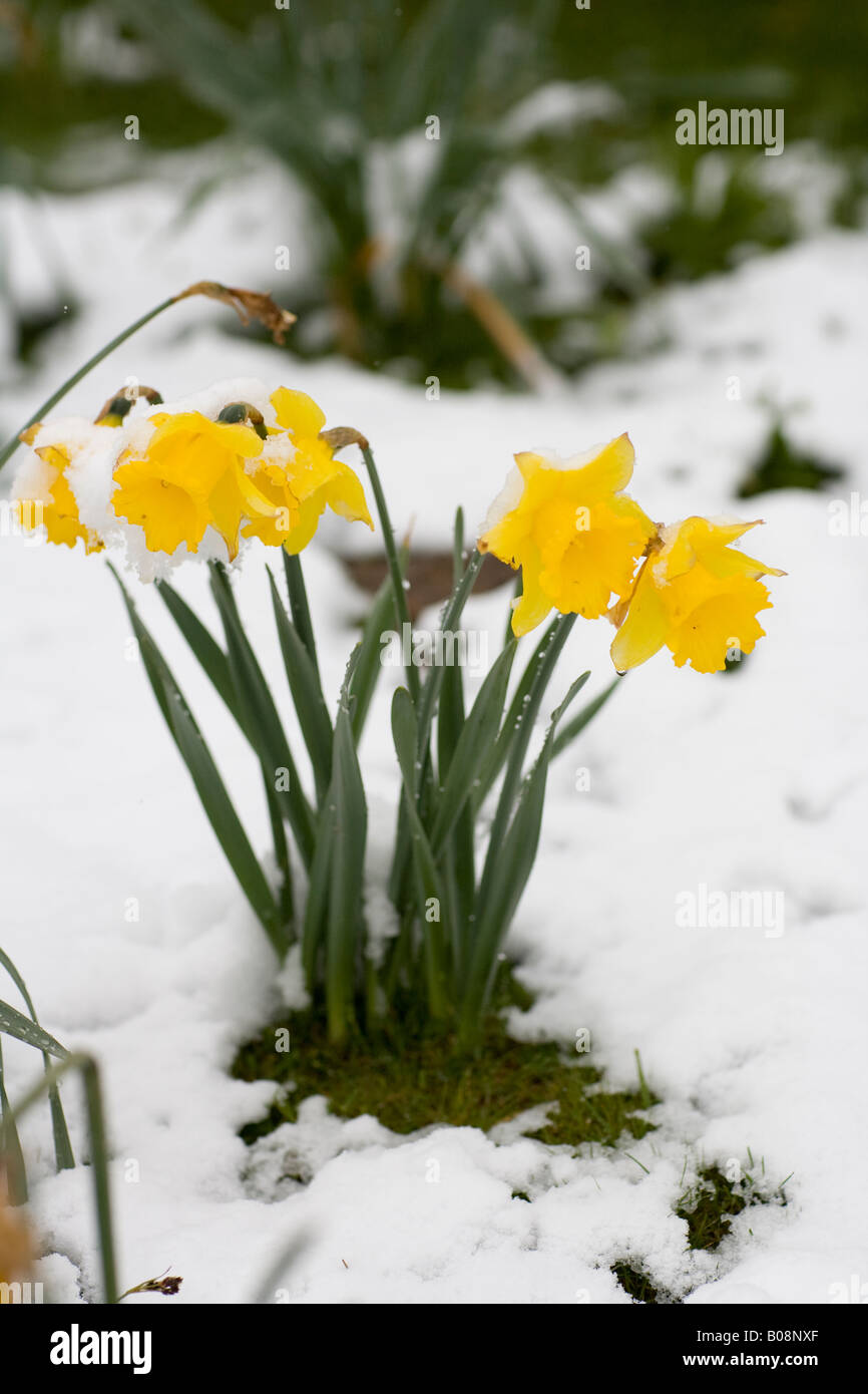 Daffodils in snow Stock Photo - Alamy