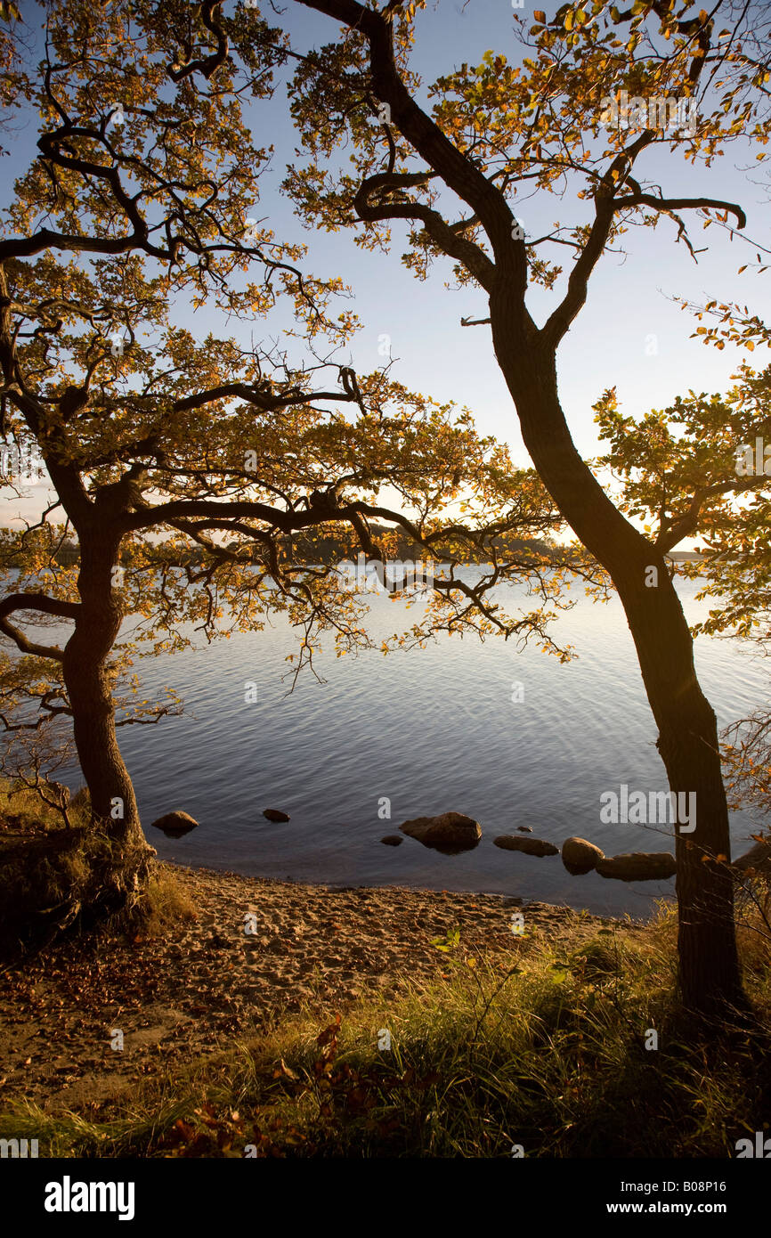 Autumn trees in the park at Augustenborg Palace, Augustenburg, Als ...