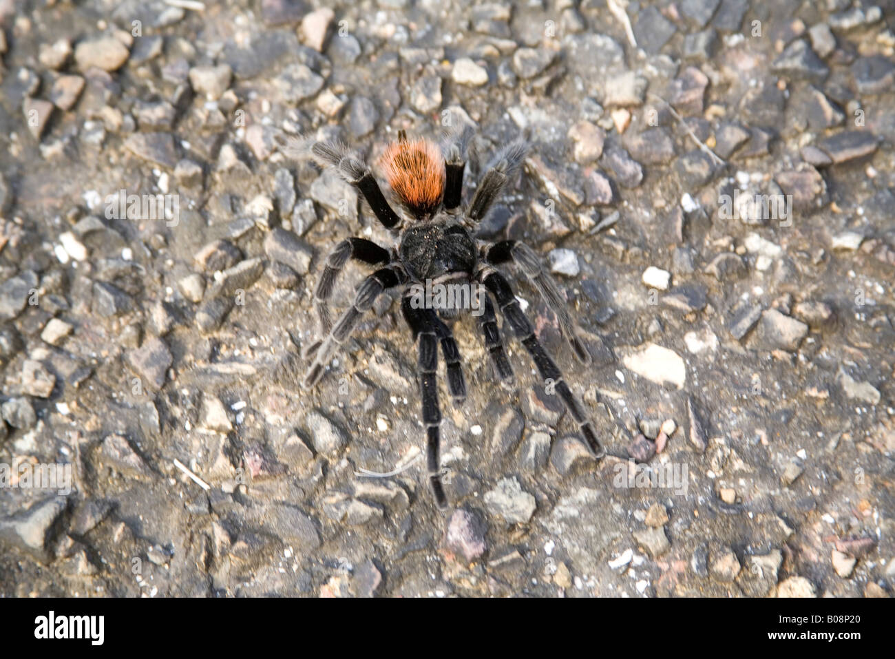 Tarantula (viewed from above), Blue Hole National Park, Belize, Central ...