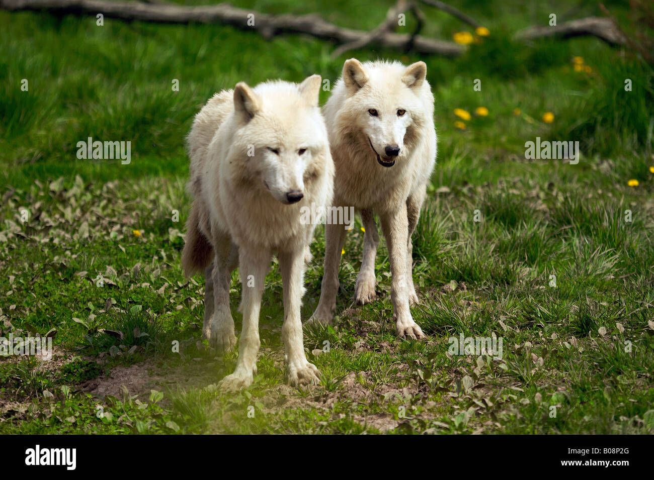 Two Arctic Wolf Stock Photo - Alamy