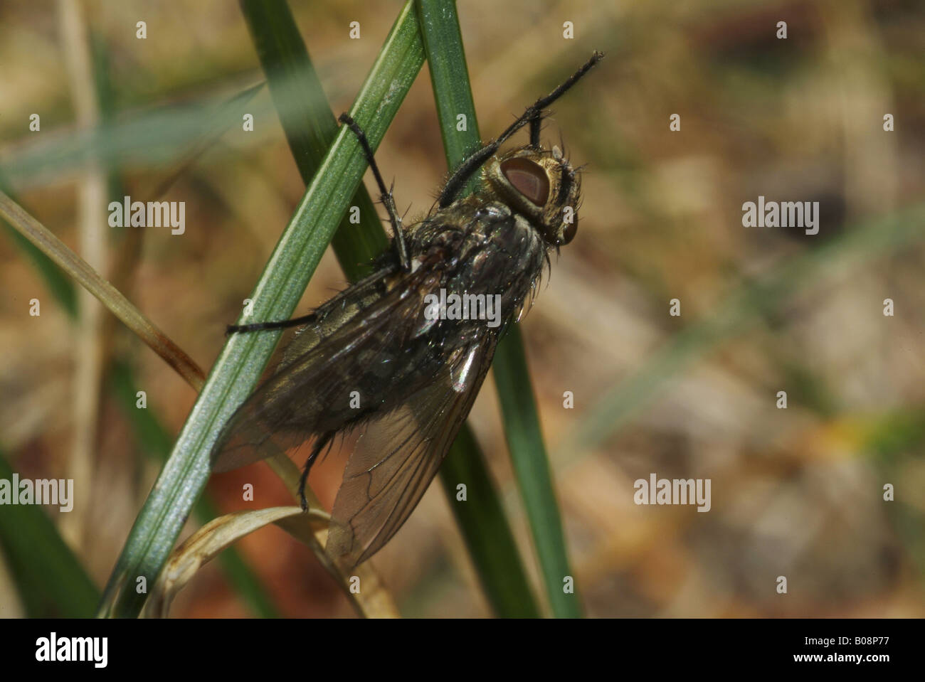 true flies (Brachycera (Diptera Stock Photo - Alamy
