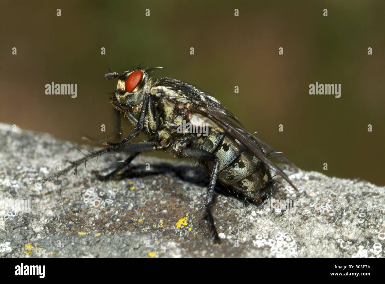 true flies (Brachycera (Diptera)), sitting Stock Photo - Alamy