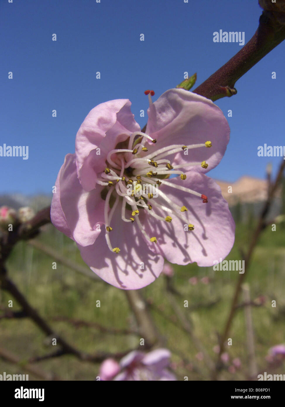 Peach tree italy hi-res stock photography and images - Alamy