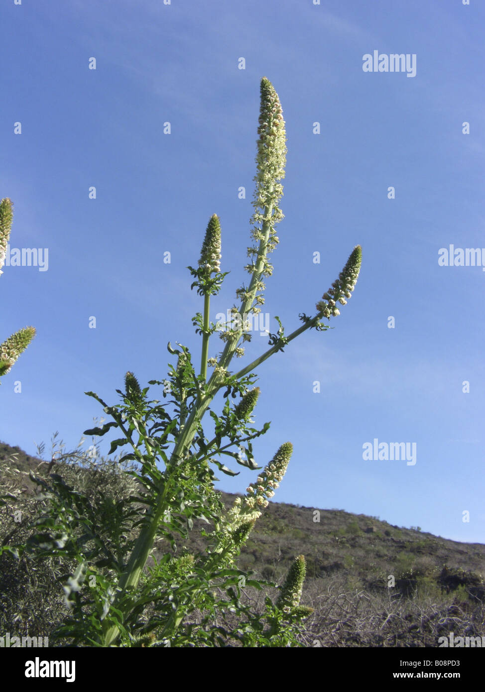 white mignonette, white upright mignonette (Reseda alba), blooming ...