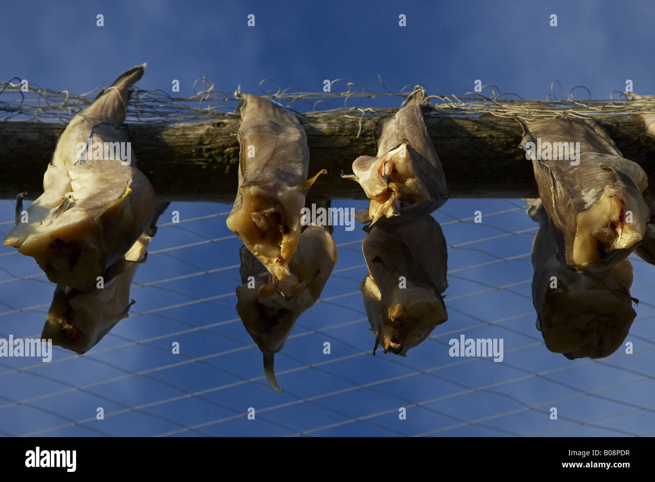 stockfish, dried cod, Norway, Lofoten Islands, Vagan, Henningsvaer ...