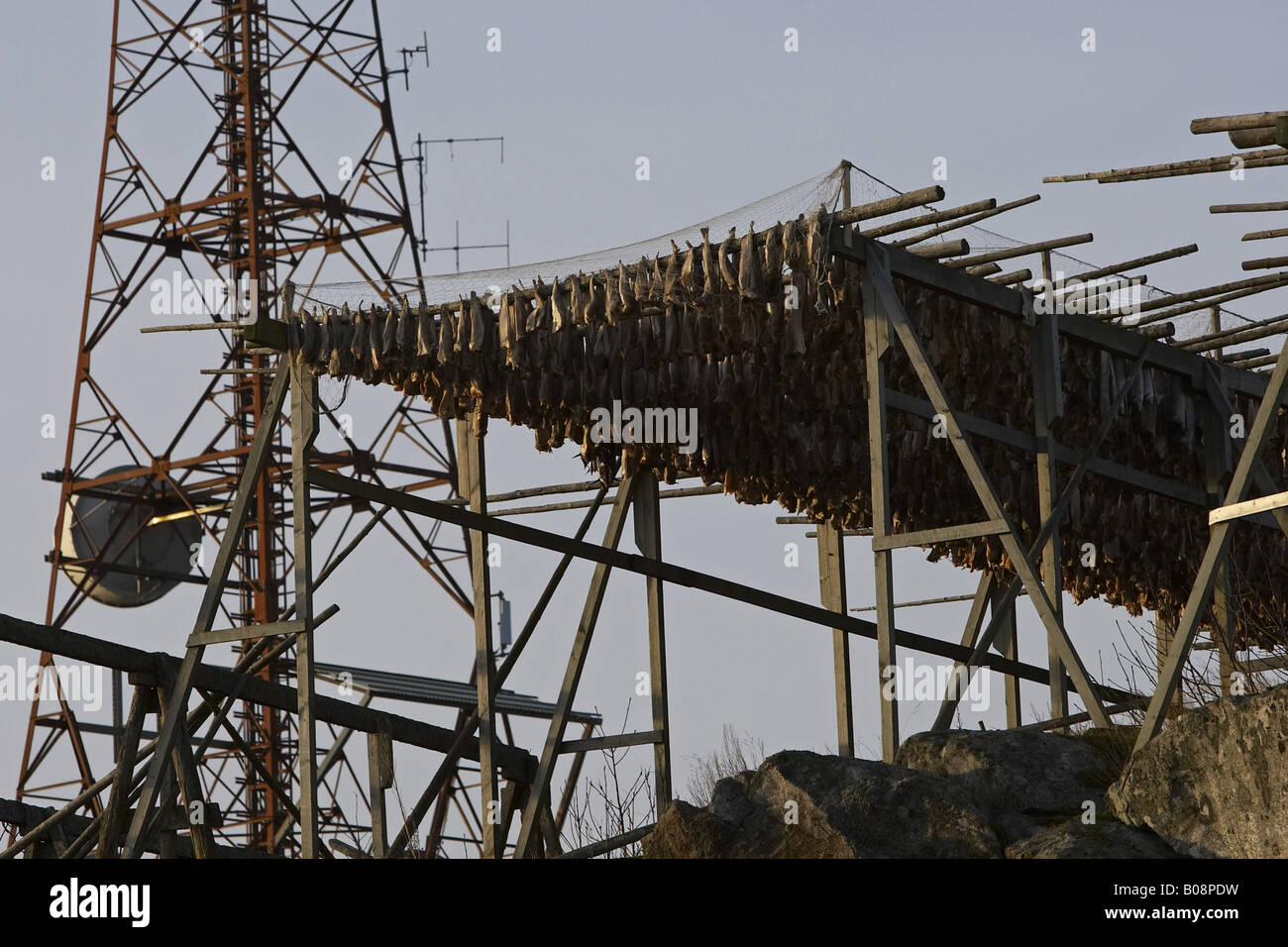 stockfish, dried cod, Norway, Lofoten Islands, Vagan, Henningsvaer ...