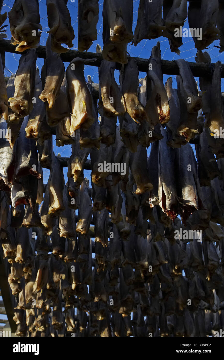 stockfish, dried cod, Norway, Lofoten Islands, Vagan, Henningsvaer ...