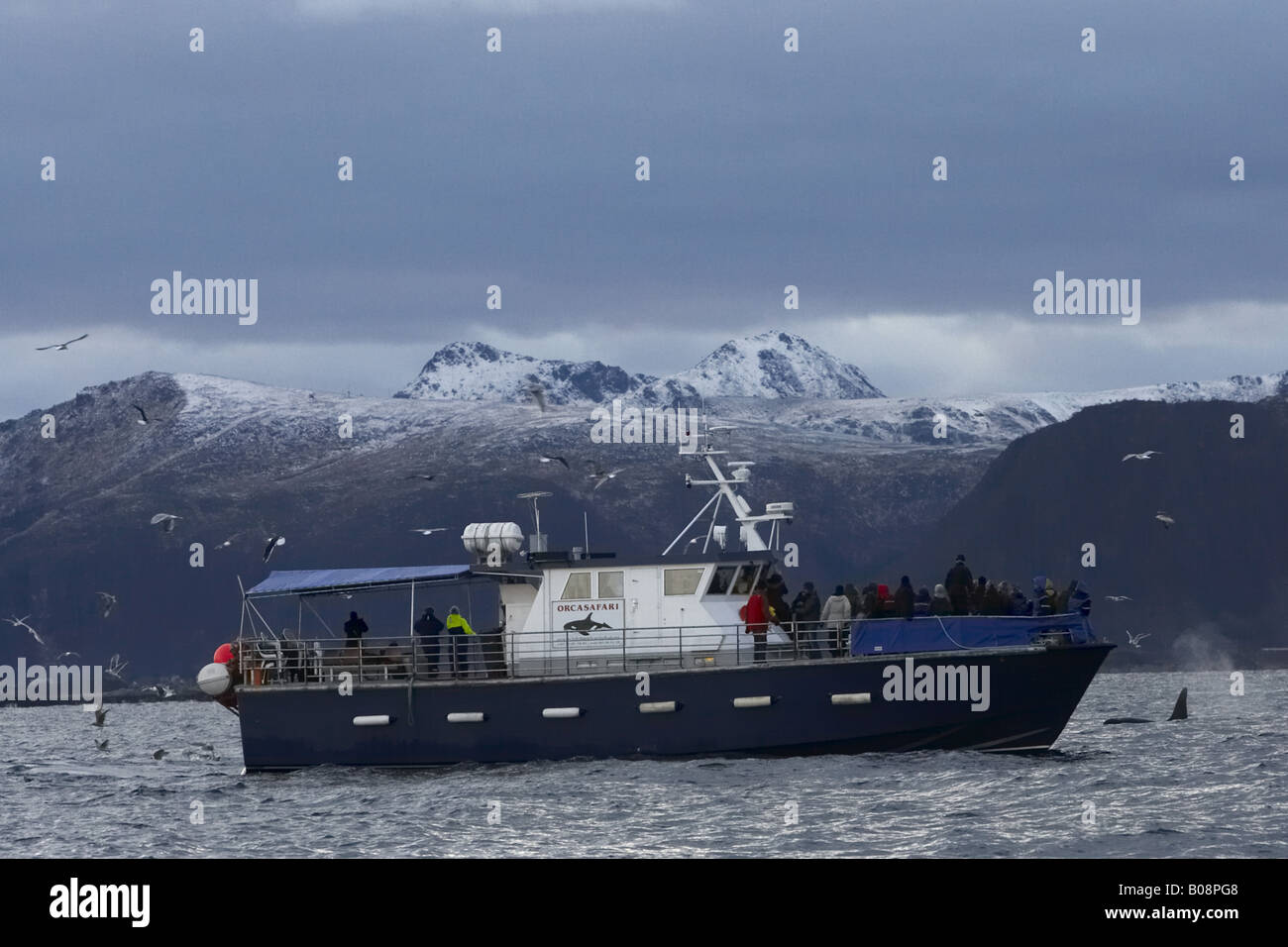 orca, great killer whale, grampus (Orcinus orca), and safari boat ...