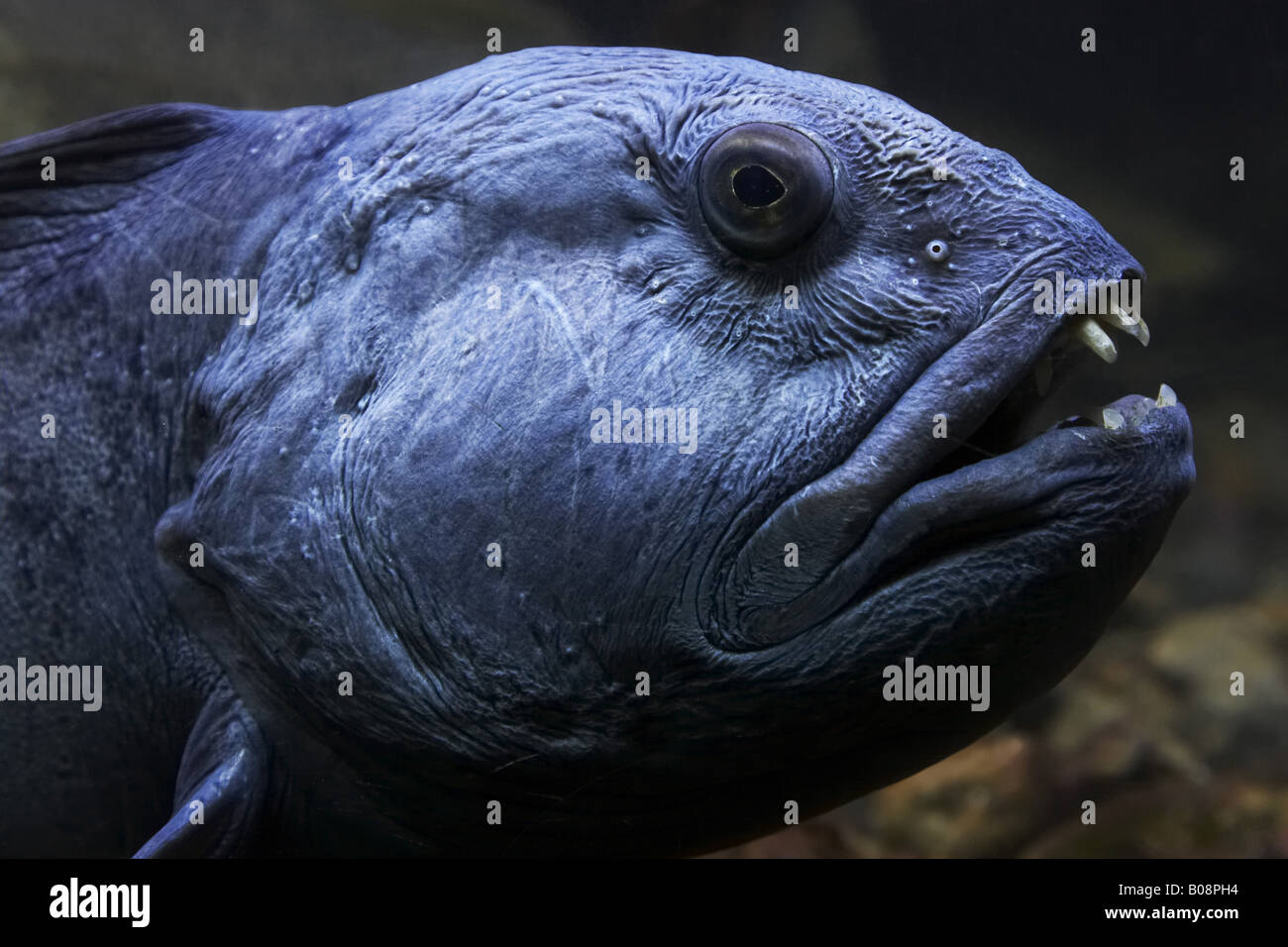 Atlantic wolffish, wolffish, cat fish, catfish (Anarhichas lupus ...