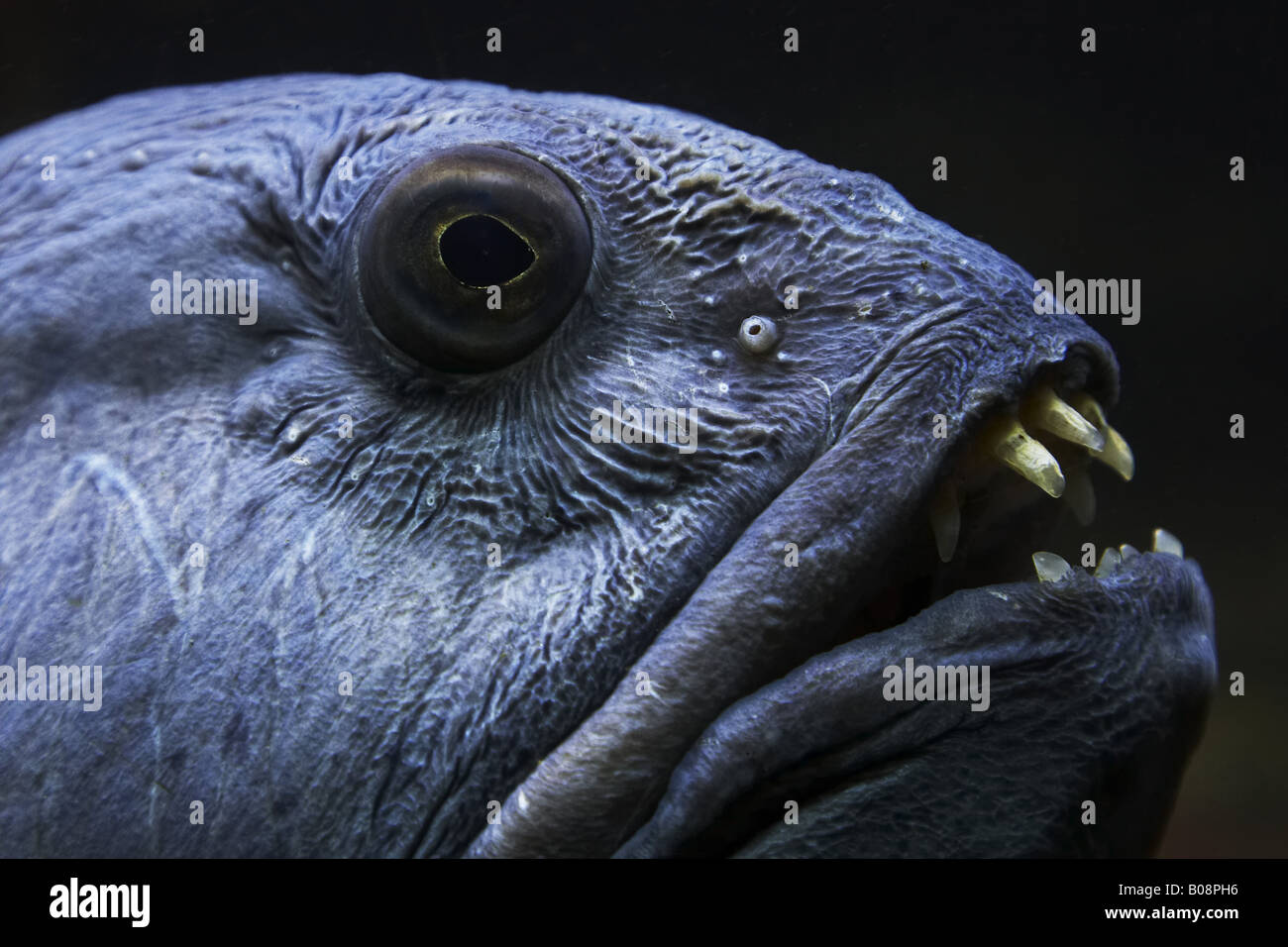 Atlantic wolffish, wolffish, cat fish, catfish (Anarhichas lupus ...