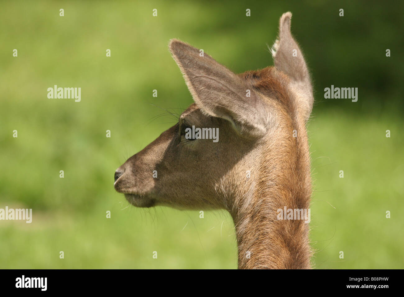 Menil fallow deer hi-res stock photography and images - Alamy