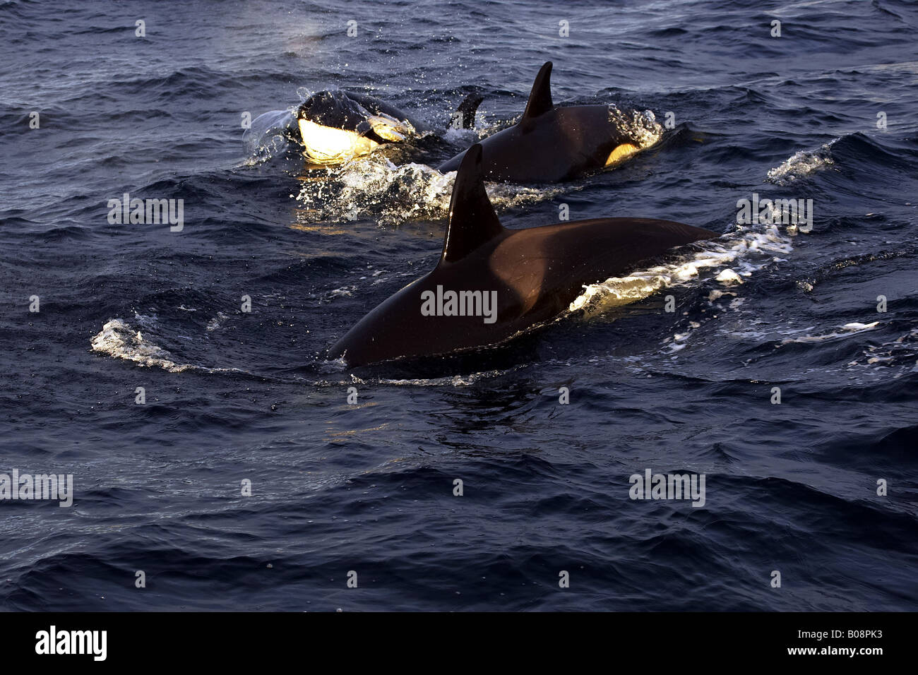 orca, great killer whale, grampus (Orcinus orca), group, Norway ...