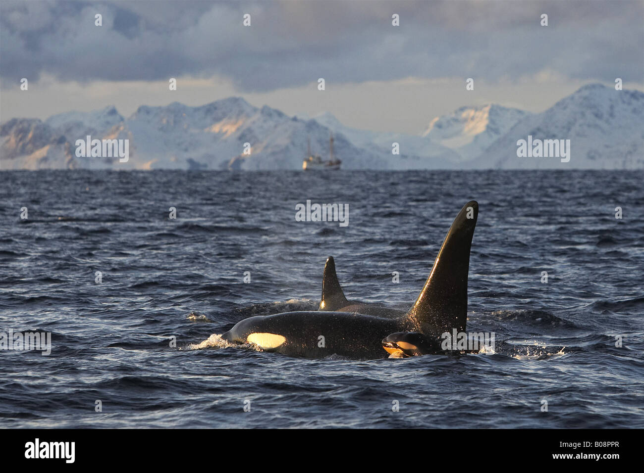 orca, great killer whale, grampus (Orcinus orca), group near the coast ...