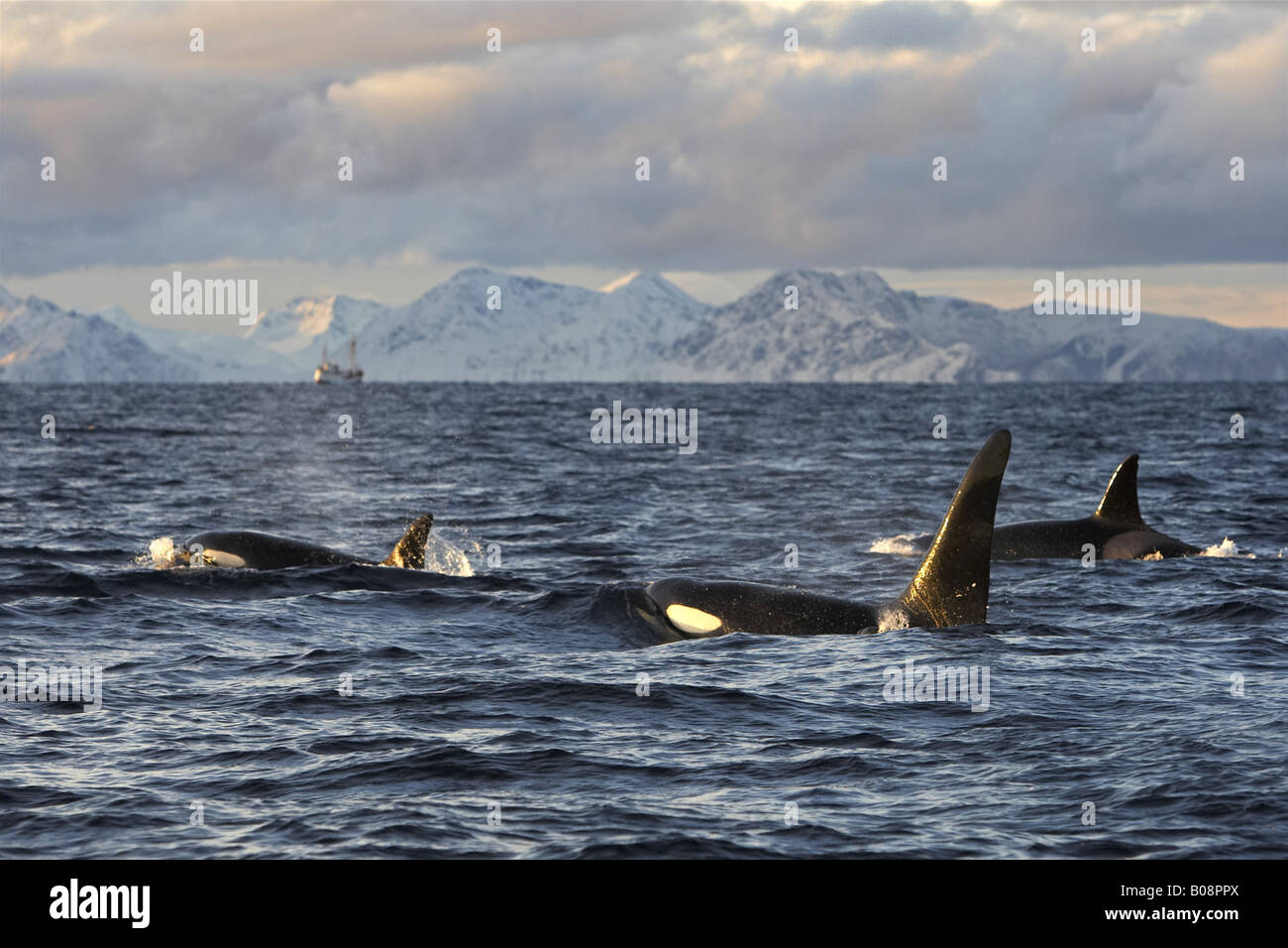 orca, great killer whale, grampus (Orcinus orca), group near the coast ...