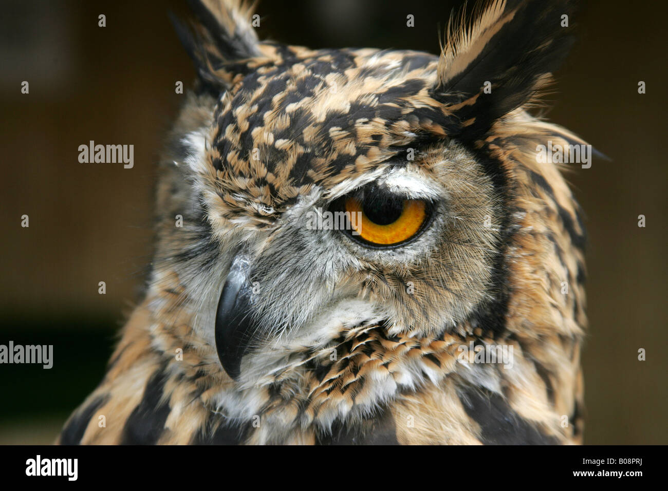 CLOSE UP OWL HEAD EYES FACE BEAK BIRD RAPTOR TWO STARE STARING ...