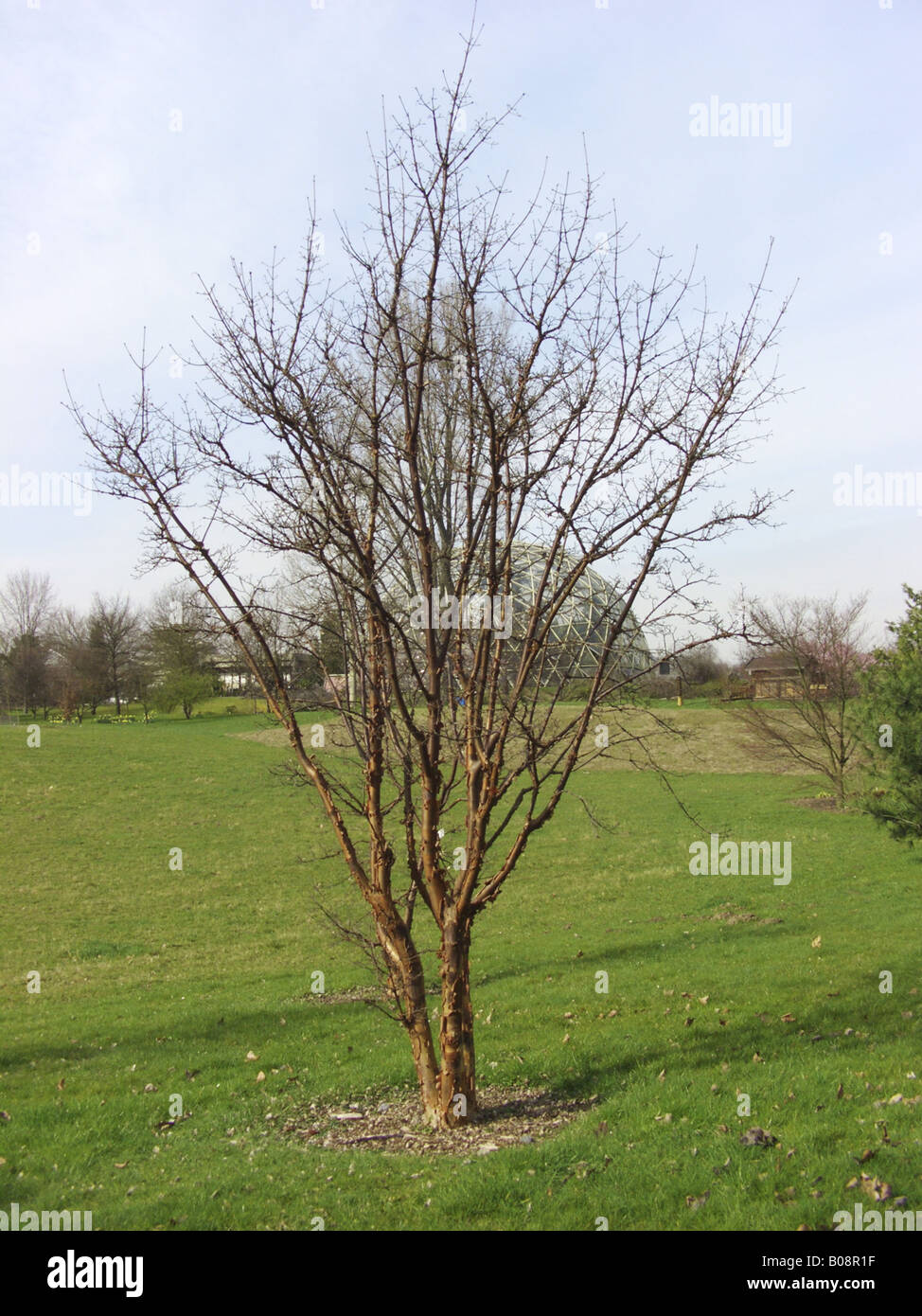 paperbark maple (Acer griseum), single tree in a park in winter Stock ...