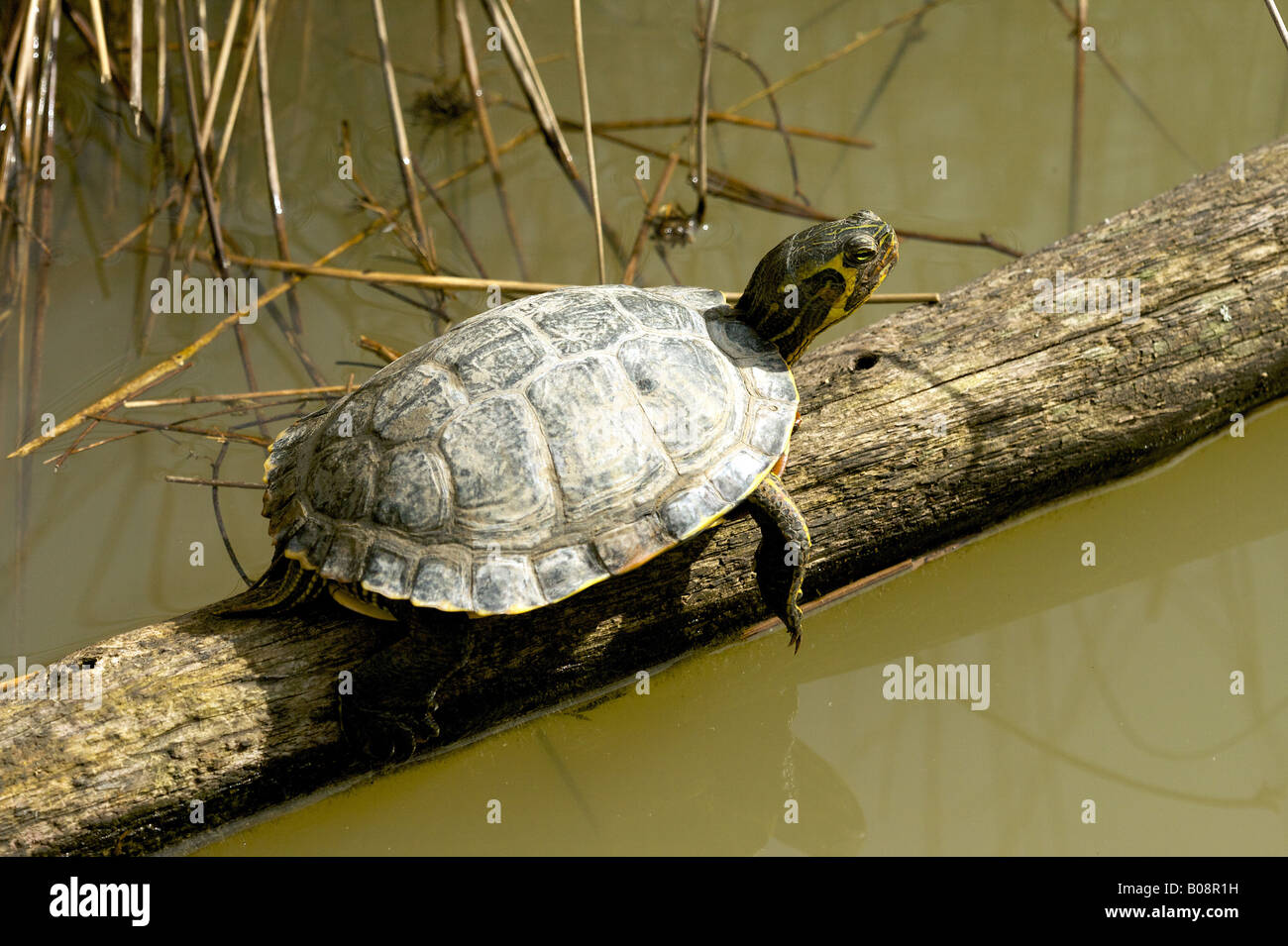 Turtle has a rest Stock Photo - Alamy