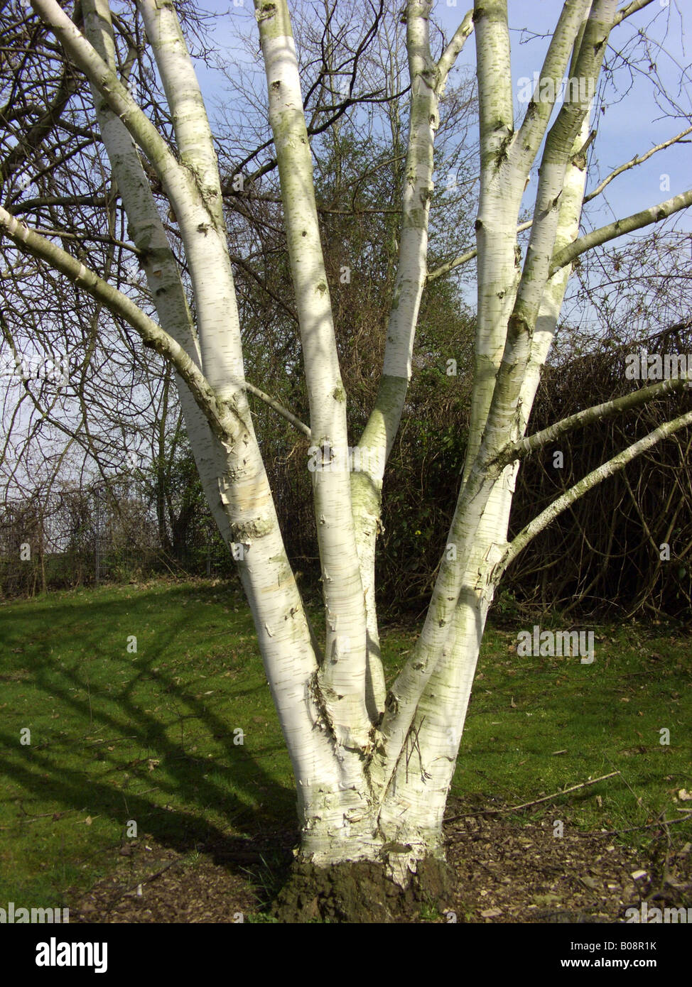 Betula jacquemontii hi-res stock photography and images - Alamy