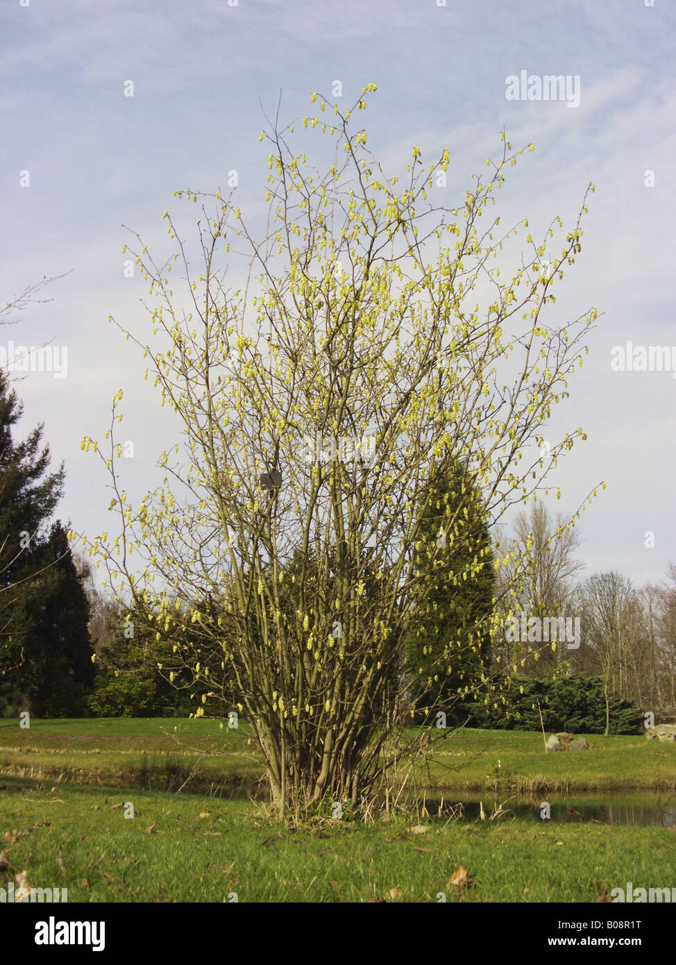 Bald Winter Hazel (Corylopsis glabrescens), single shrub in spring ...