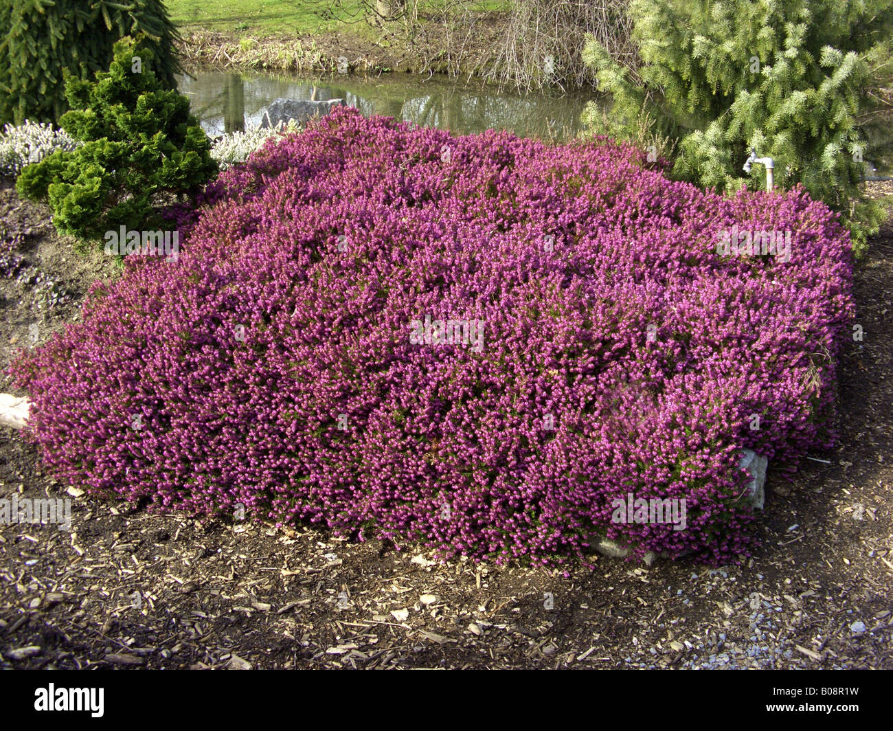 winter heath (Erica carnea 'Myreton Ruby', Erica carnea Myreton Ruby ...