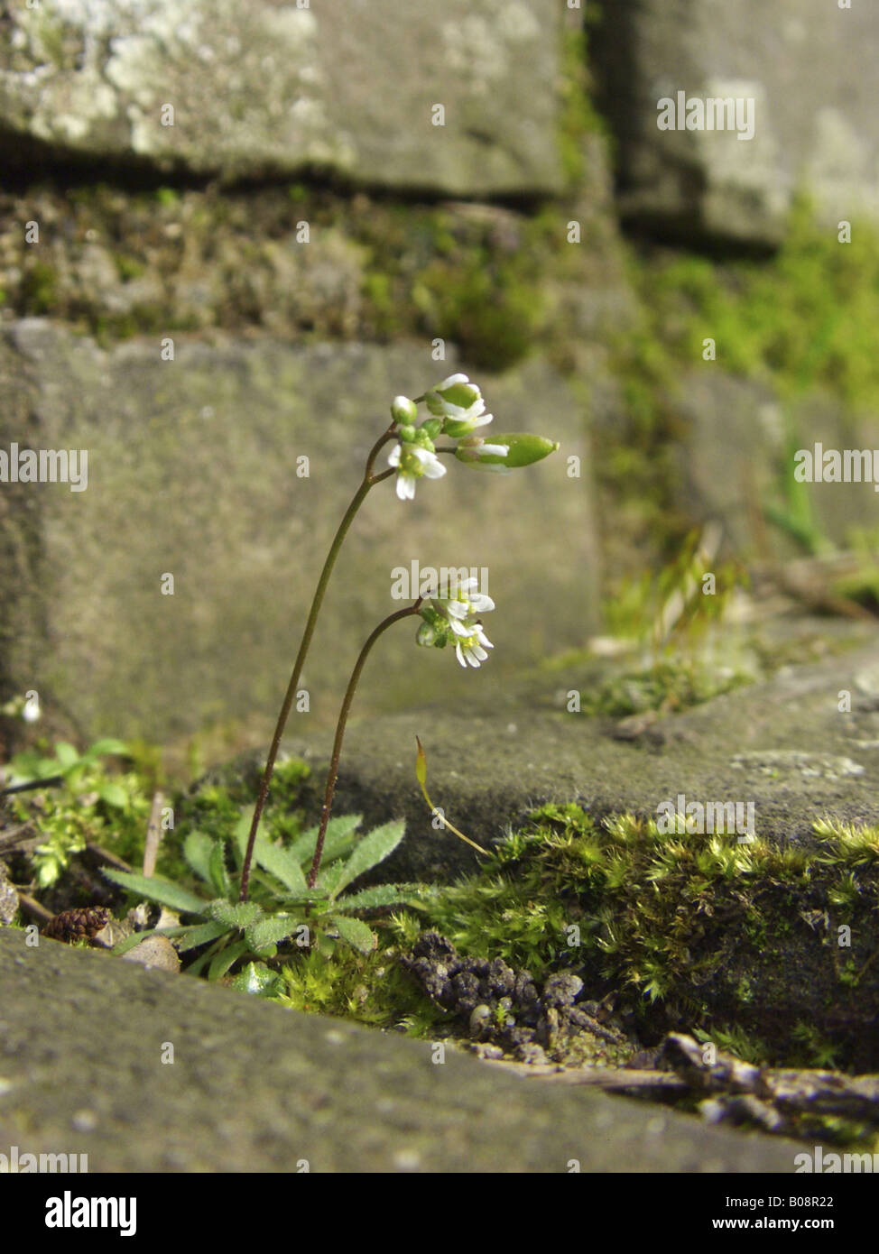 Common whitlow grass hi-res stock photography and images - Alamy